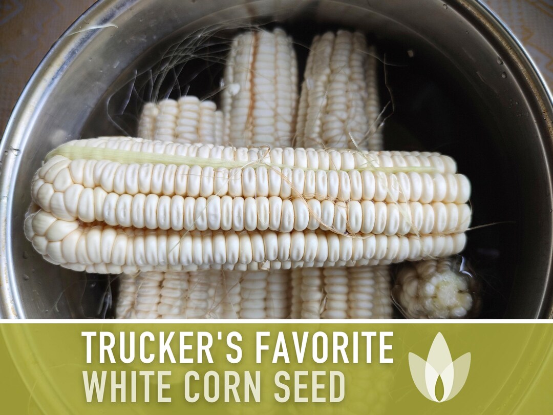 Trucker's Favorite White Dent Corn Heirloom Seeds - 25 Seeds, Non GMO ...