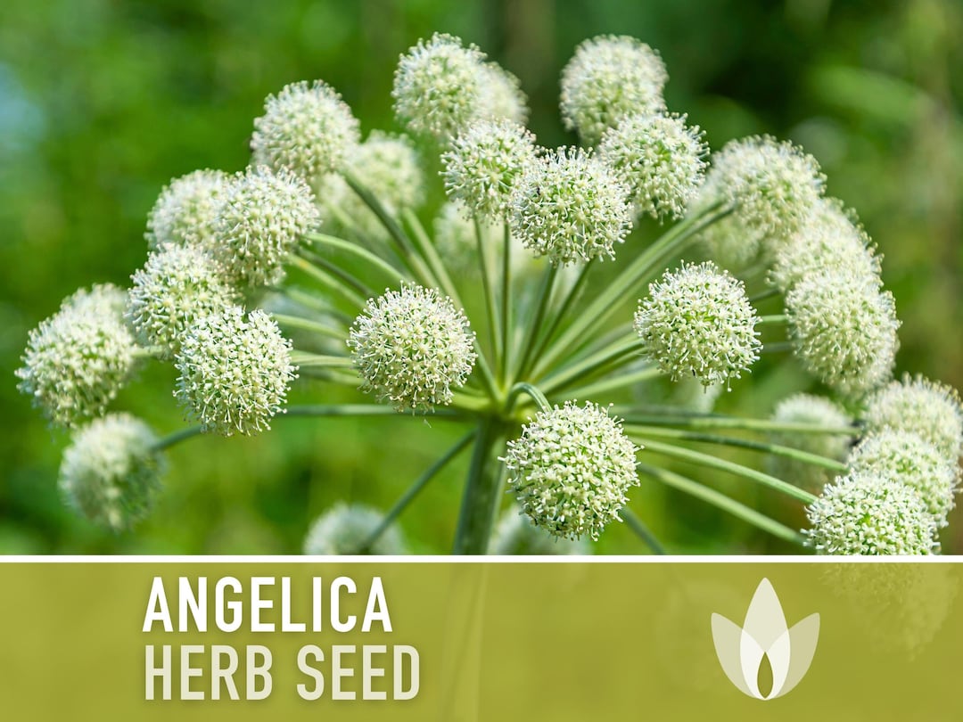 Angelica Heirloom Herb Seeds - Medicinal Herb, Culinary Herb, Holy ...