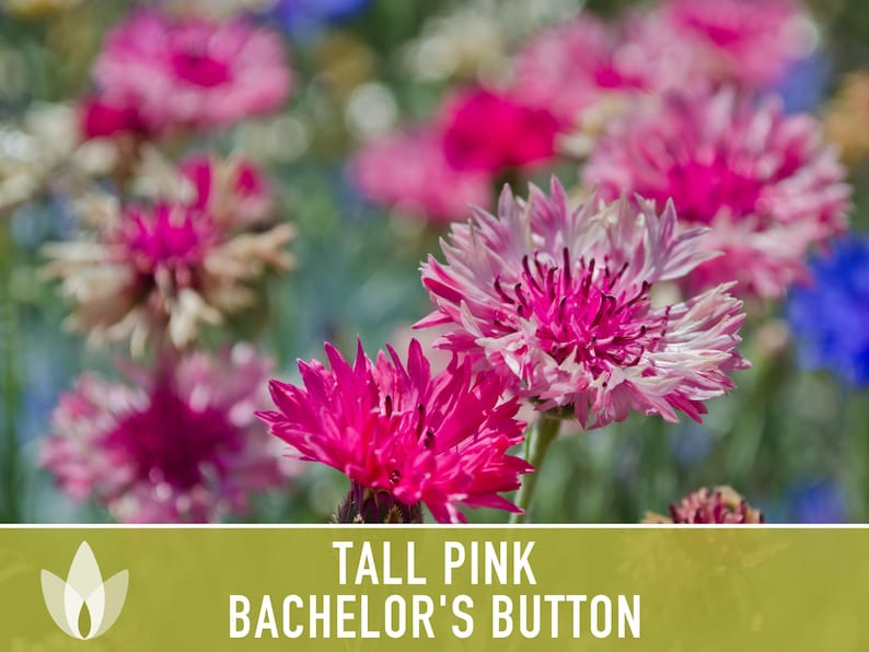 Bachelor's Button Tall Pink Flower Seeds Cornflower - Etsy