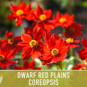 Dwarf Red Plains Coreopsis Flower Seeds Heirloom Native - Etsy