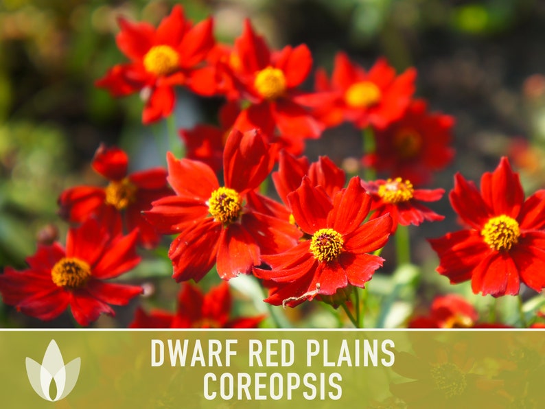 Dwarf Red Plains Coreopsis Flower Seeds Heirloom Native - Etsy