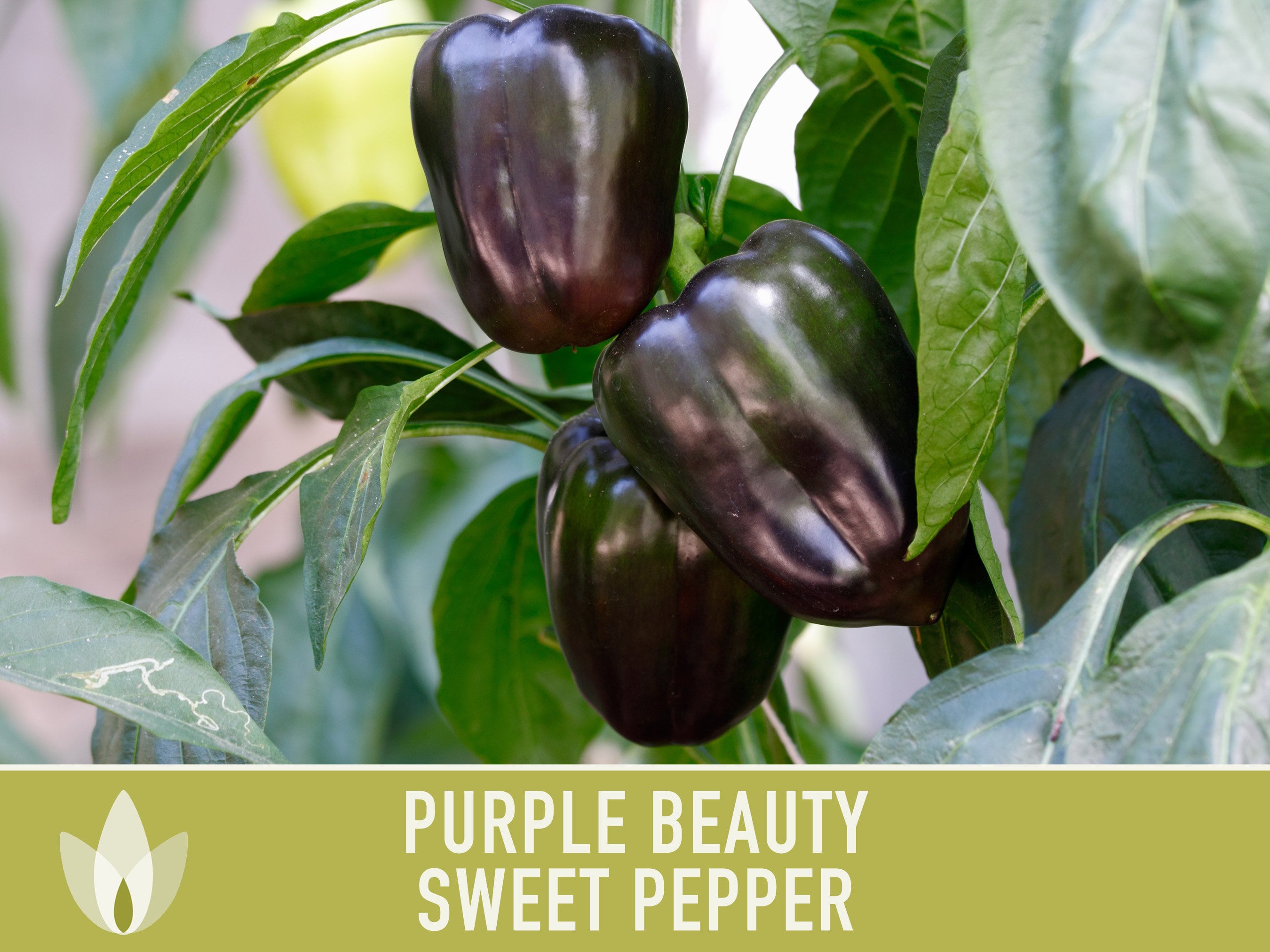 Purple Beauty Sweet Bell Pepper Heirloom Seeds - Etsy