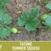 Tatume Summer Squash Seeds - Heirloom, Organic, Non-gmo - Etsy
