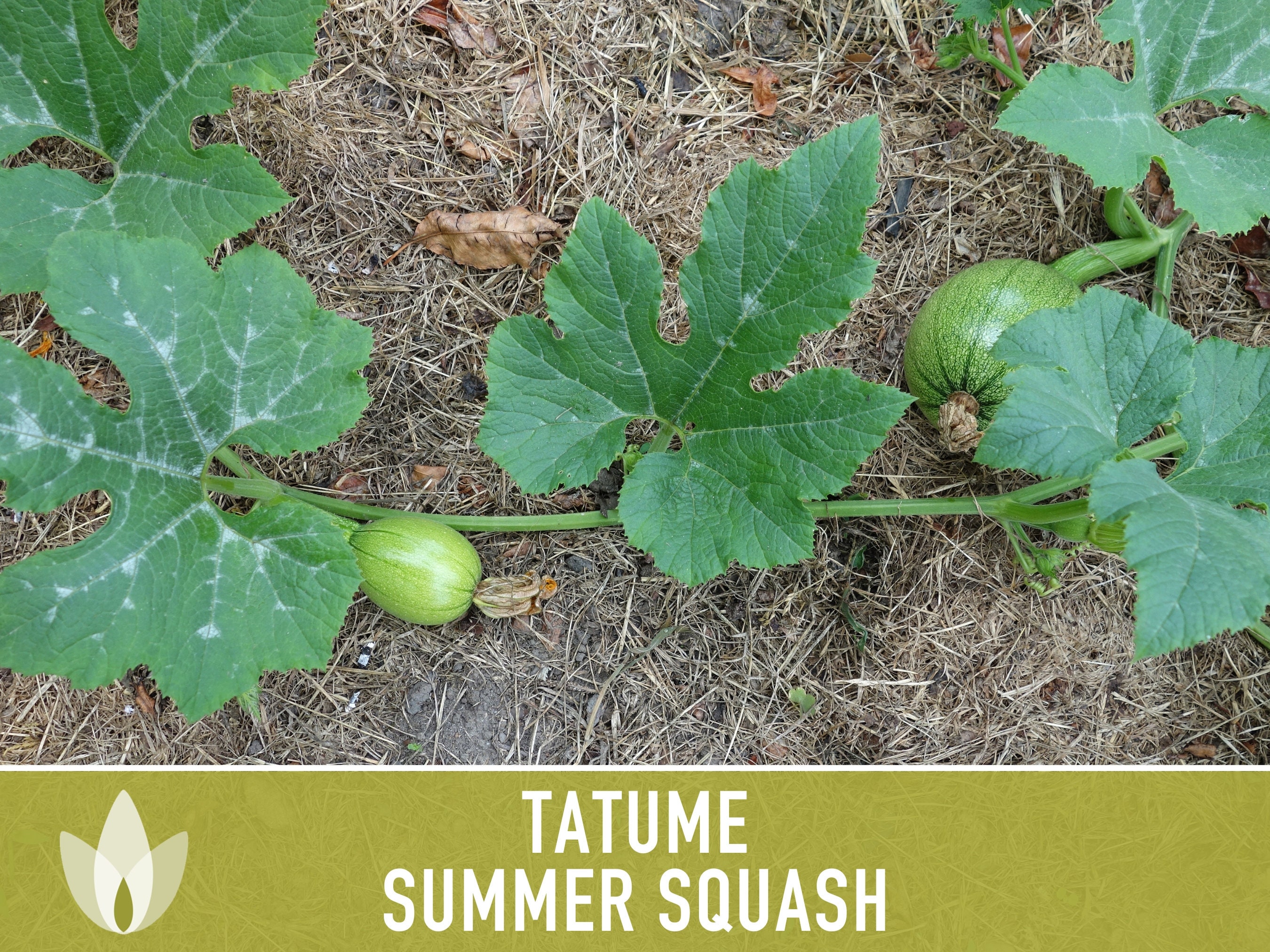 Tatume Summer Squash Seeds - Heirloom, Organic, Non-gmo - Etsy