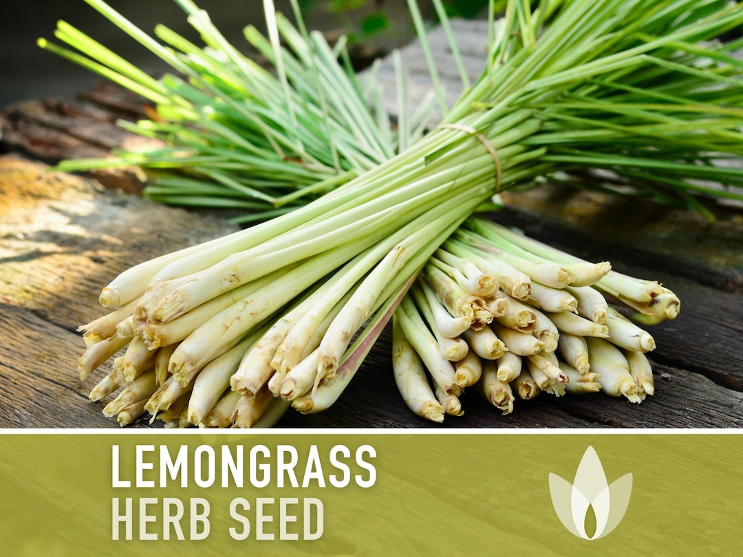 Lemongrass Herb Seeds - Culinary Herb, Medicinal Herb, Tropical Herb ...