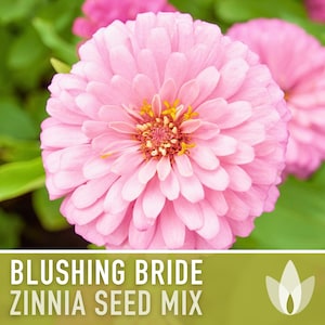 Zinnia, Blushing Bride Flower Seed Mix - Heirloom Seeds, Zinnia Flower ...