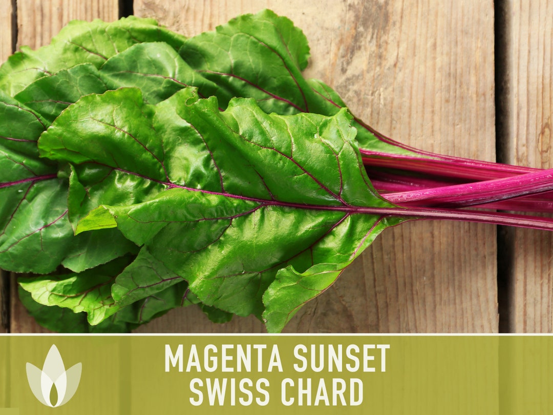 Magenta Sunset Swiss Chard Seeds Heirloom Seeds High Yield - Etsy