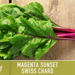 Swiss Chard, Magenta Sunset Seeds - Heirloom Seeds, High Yield, Edible ...