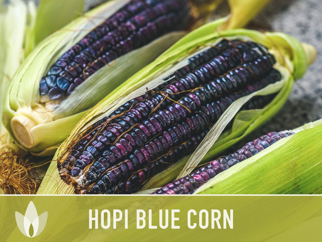 Hopi Blue Corn Heirloom Seeds Seed Packets Non-gmo Open - Etsy