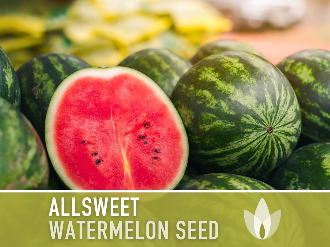 Allsweet Watermelon Heirloom Seeds - Non-gmo, Open Pollinated ...