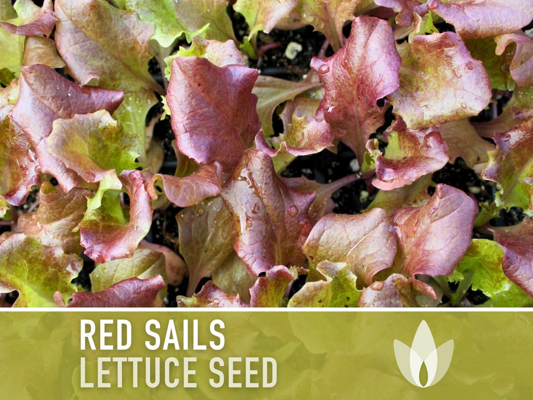 Red Sails Lettuce Seeds – Heirloom, Heat Tolerant, AAS Winner - Etsy