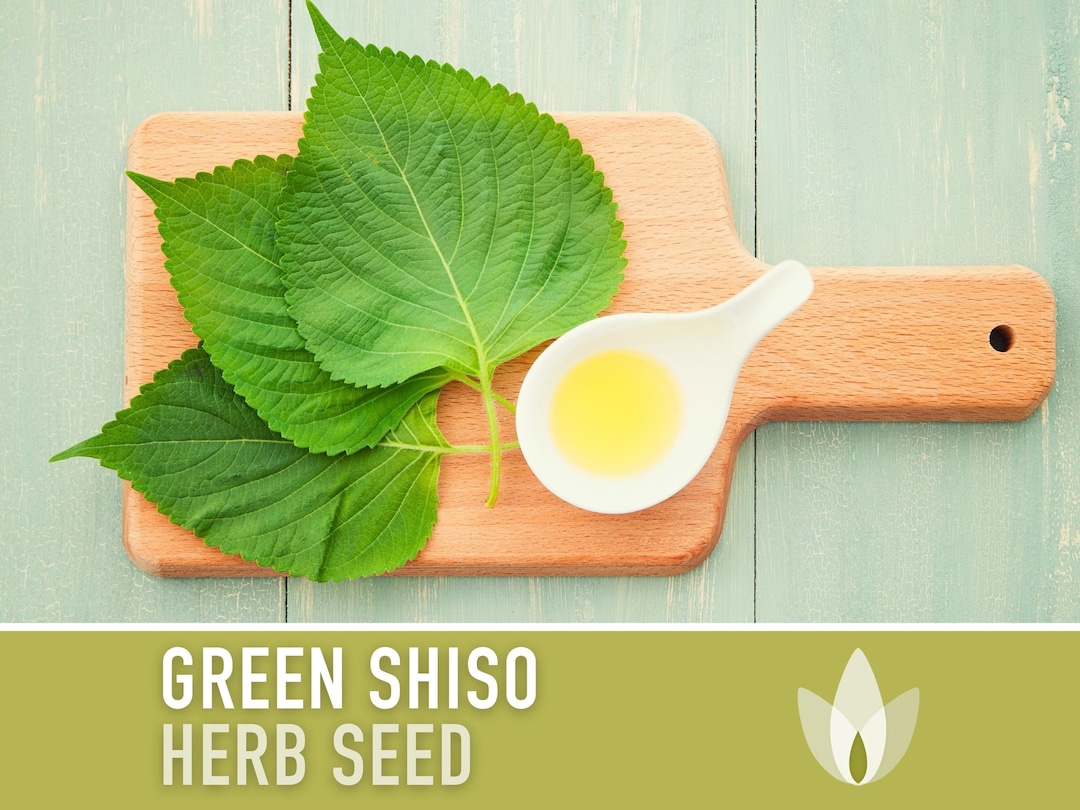 Green Shiso Herb Seeds - Heirloom Seeds, Asian Seeds, Perilla Seeds ...