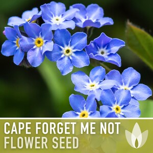 Cape Forget Me Not - 100 Seeds - Heirloom Flower Seeds, Blue Angel ...