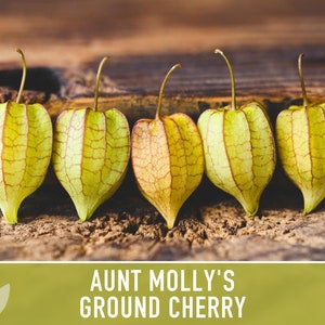 Aunt Molly's Ground Cherry Seeds | 30+ Seeds, Heirloom Fruit for Salsa ...