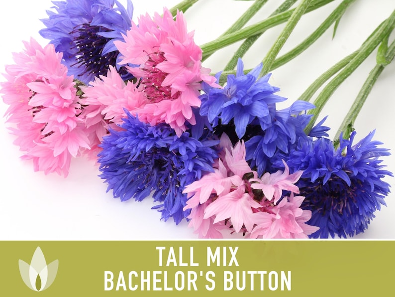 Bachelor's Button Tall Mix Cornflower Heirloom Seeds - Etsy