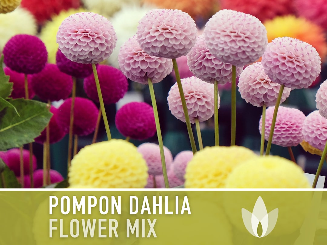 Dahlia, Pompon Flower Seeds - Heirloom Seeds, Dahlia Flower Mix, Cut Flower Seeds, Pollinator ...