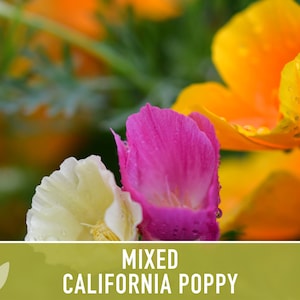 California Poppy, Mix Heirloom Seeds - Flower Seeds, Cool Weather Seeds ...