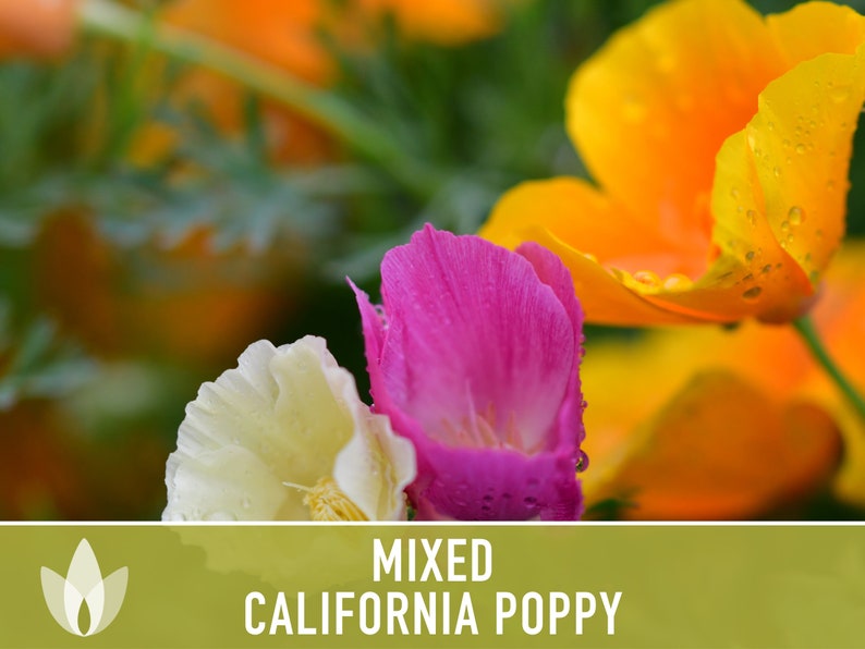 California Poppy Mix Heirloom Seeds Flower Seeds Cool - Etsy