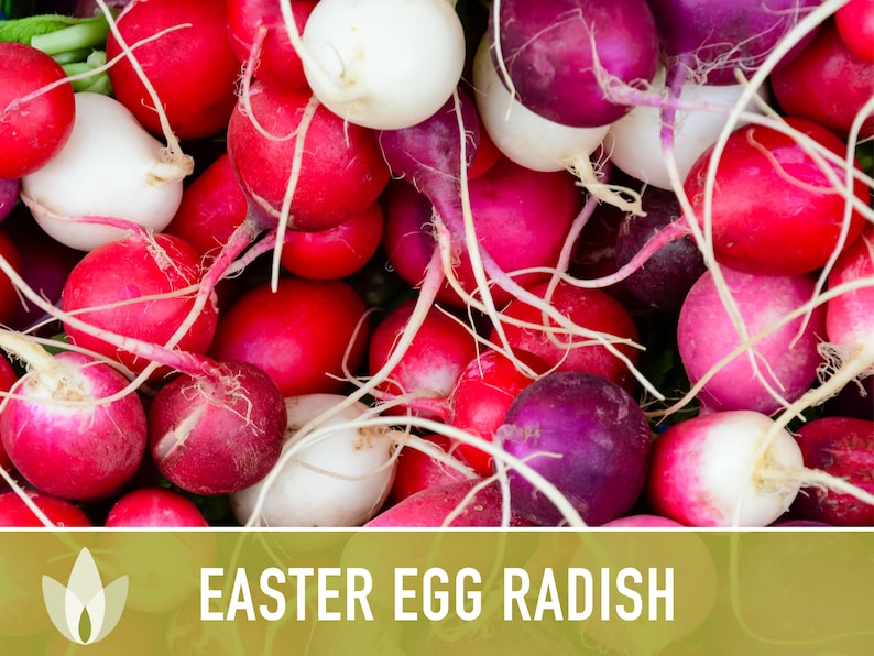 Easter Egg Radish Heirloom Seeds - Etsy