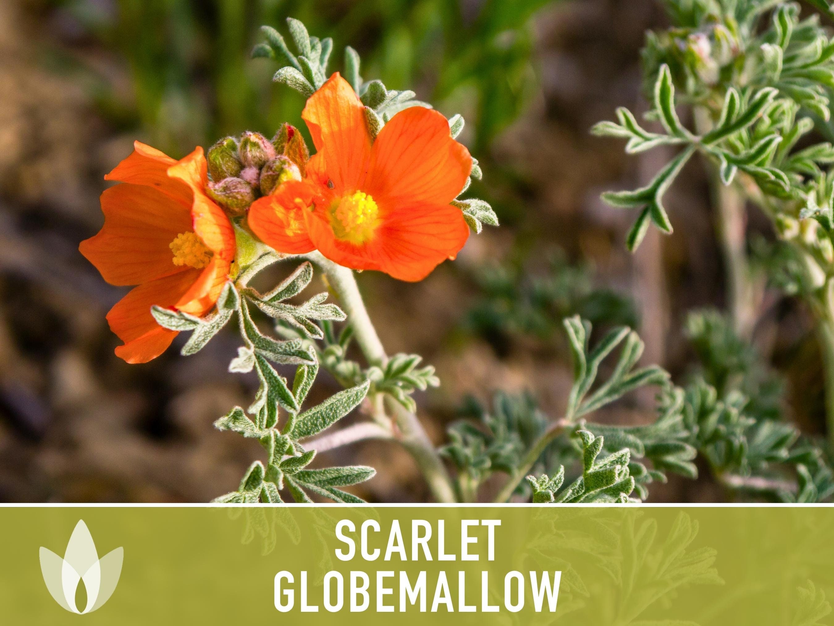 Scarlet Globemallow Seeds - Heirloom Sphaeralcia Coccinea, Native ...