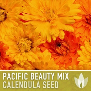 Calendula Pacific Beauty Flower Seeds – Heirloom Cottage Garden - Etsy