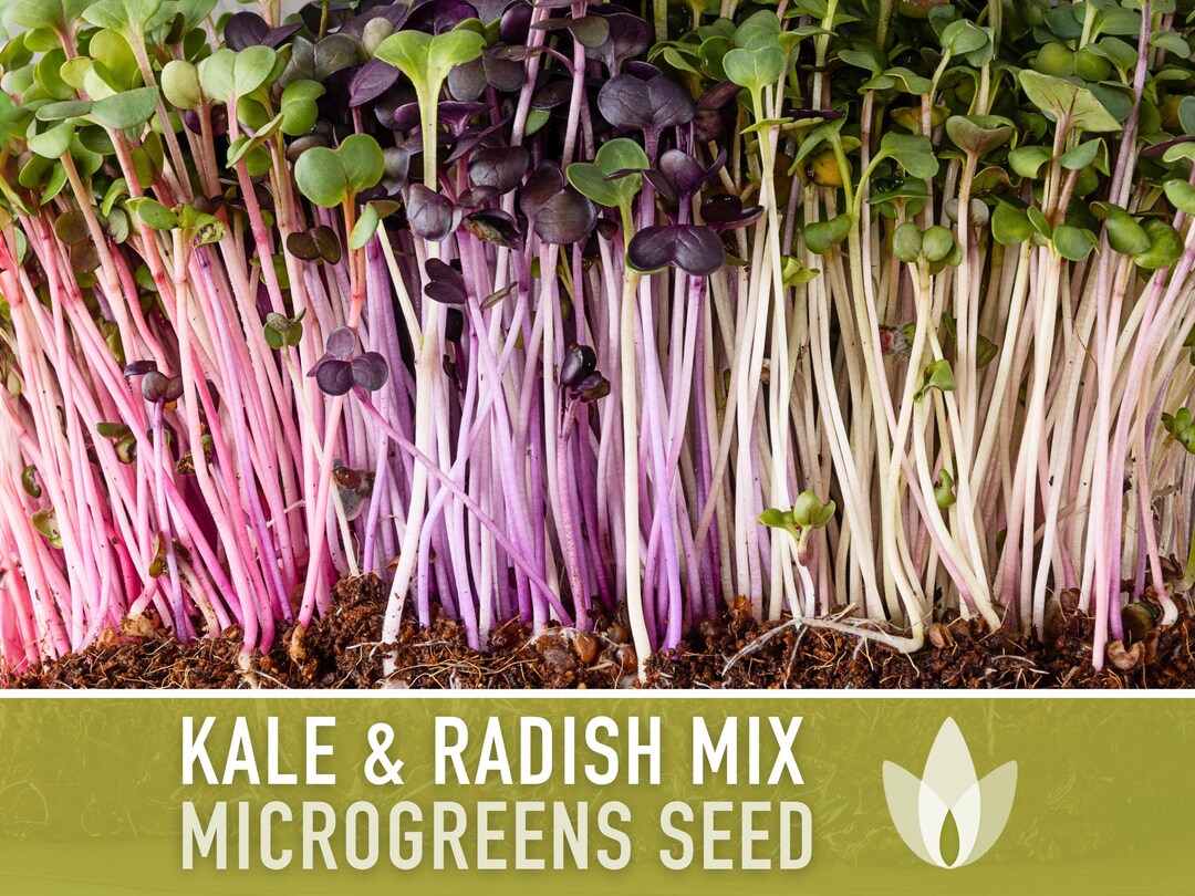 Radish & Kale Microgreens Seed Mix - Heirloom, Non-gmo, 1oz - Etsy