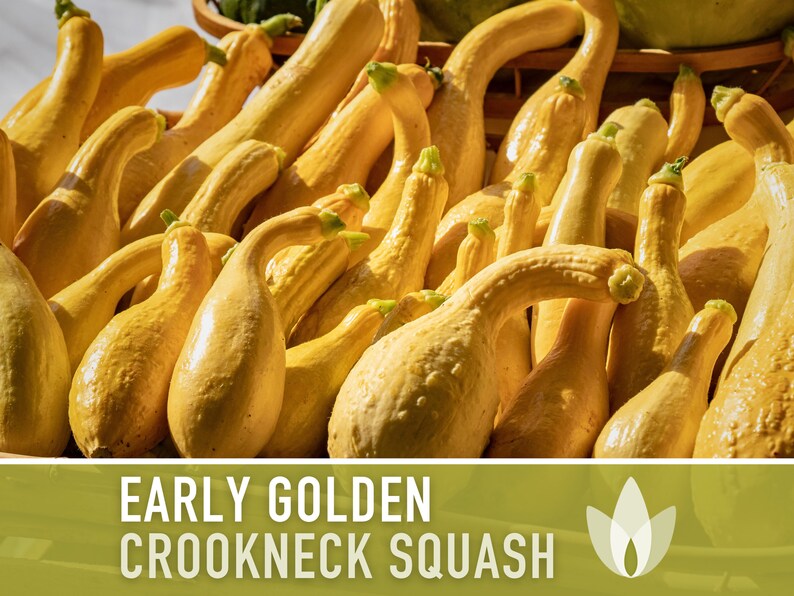 Golden Crookneck Squash Heirloom Seeds - Non-gmo, Open Pollinated - Etsy