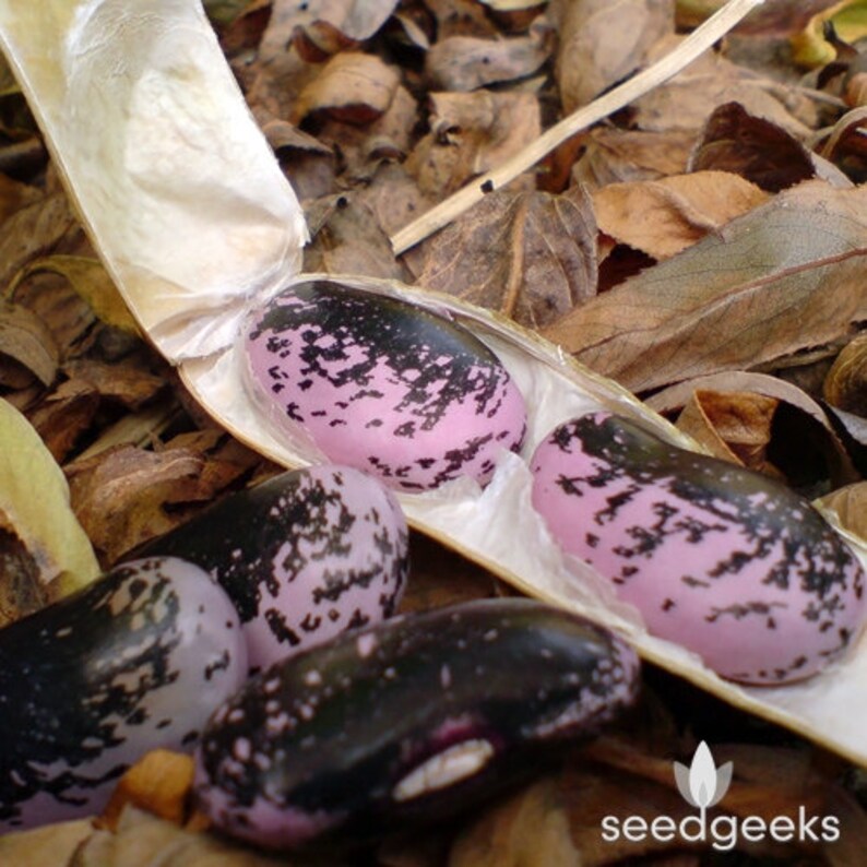 Scarlet Emperor Runner Bean Heirloom Seeds Non-GMO Open | Etsy