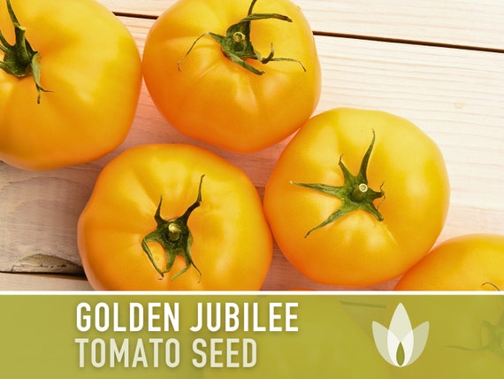 Golden Jubilee Tomato Plant