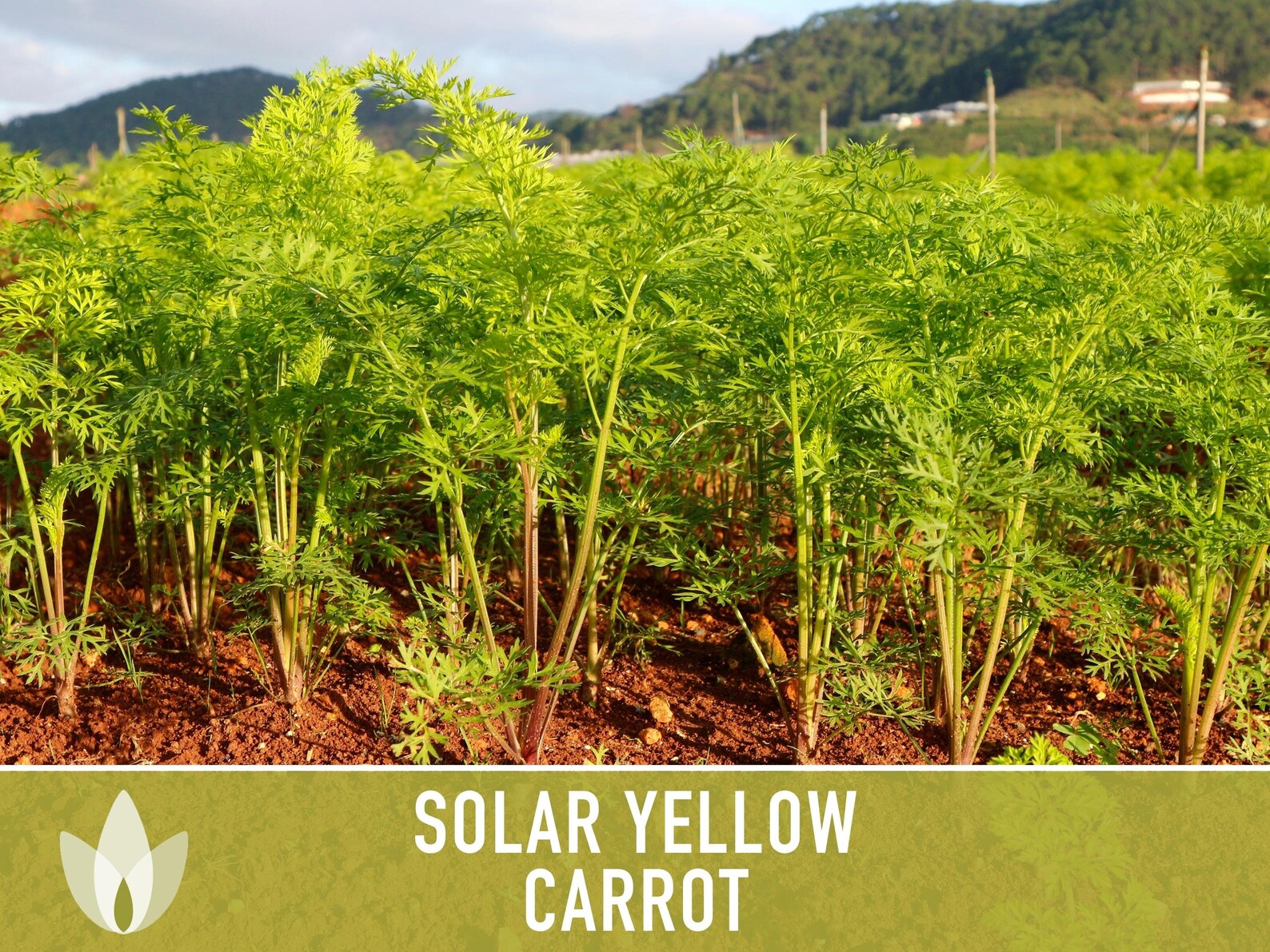 Solar Yellow Carrot Heirloom Seeds - Etsy