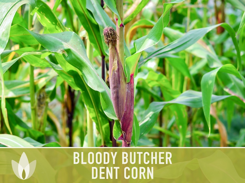 Bloody Butcher Dent Corn Heirloom Seeds Seed Packets - Etsy