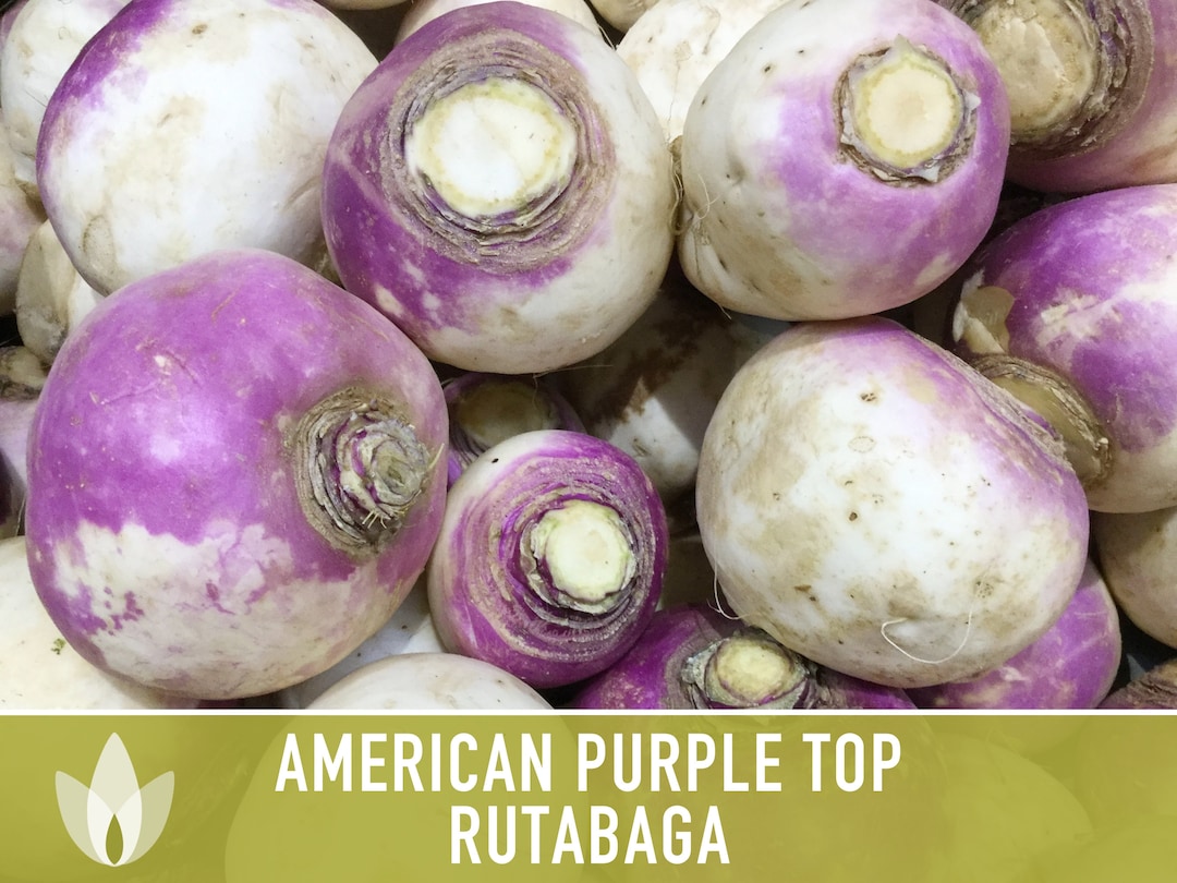 American Purple Top Rutabaga Heirloom Seeds Root Vegetables - Etsy