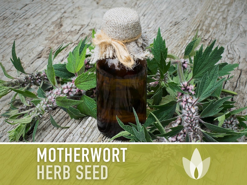 Motherwort Herb Seeds - Heirloom, Medicinal, Ornamental, Non-gmo - Etsy