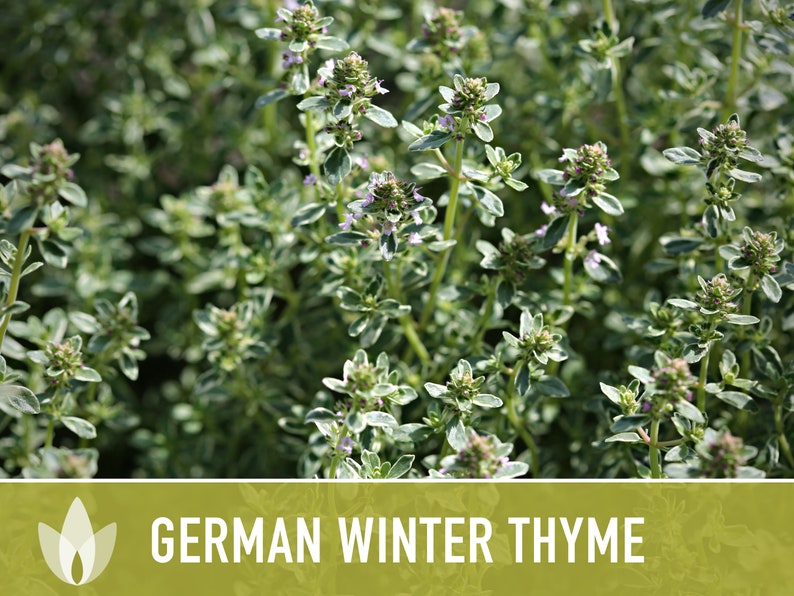 German Winter Thyme Seeds – Heirloom Culinary Herb, Non-gmo - Etsy