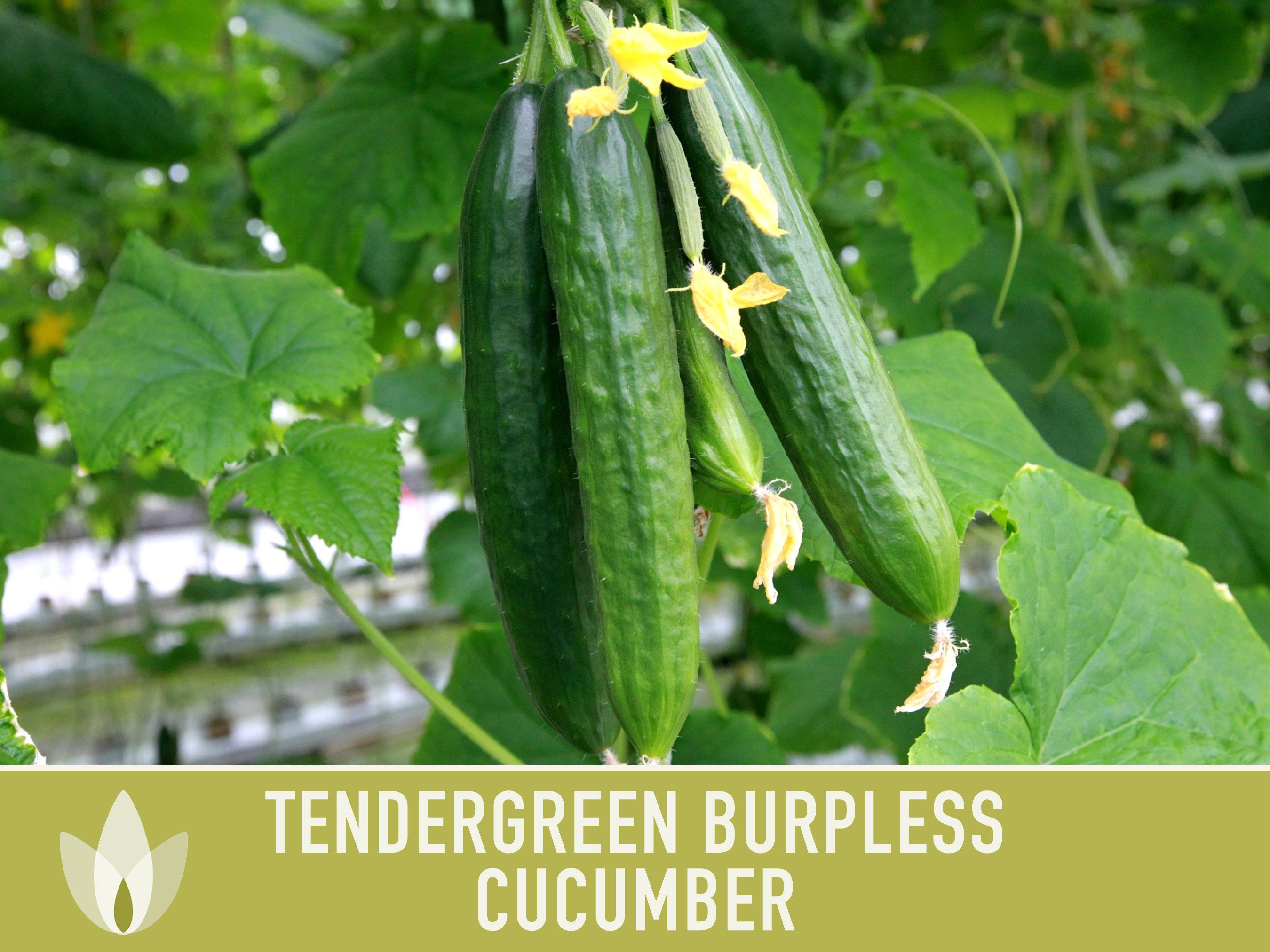 Seedless Burpless Cucumbers