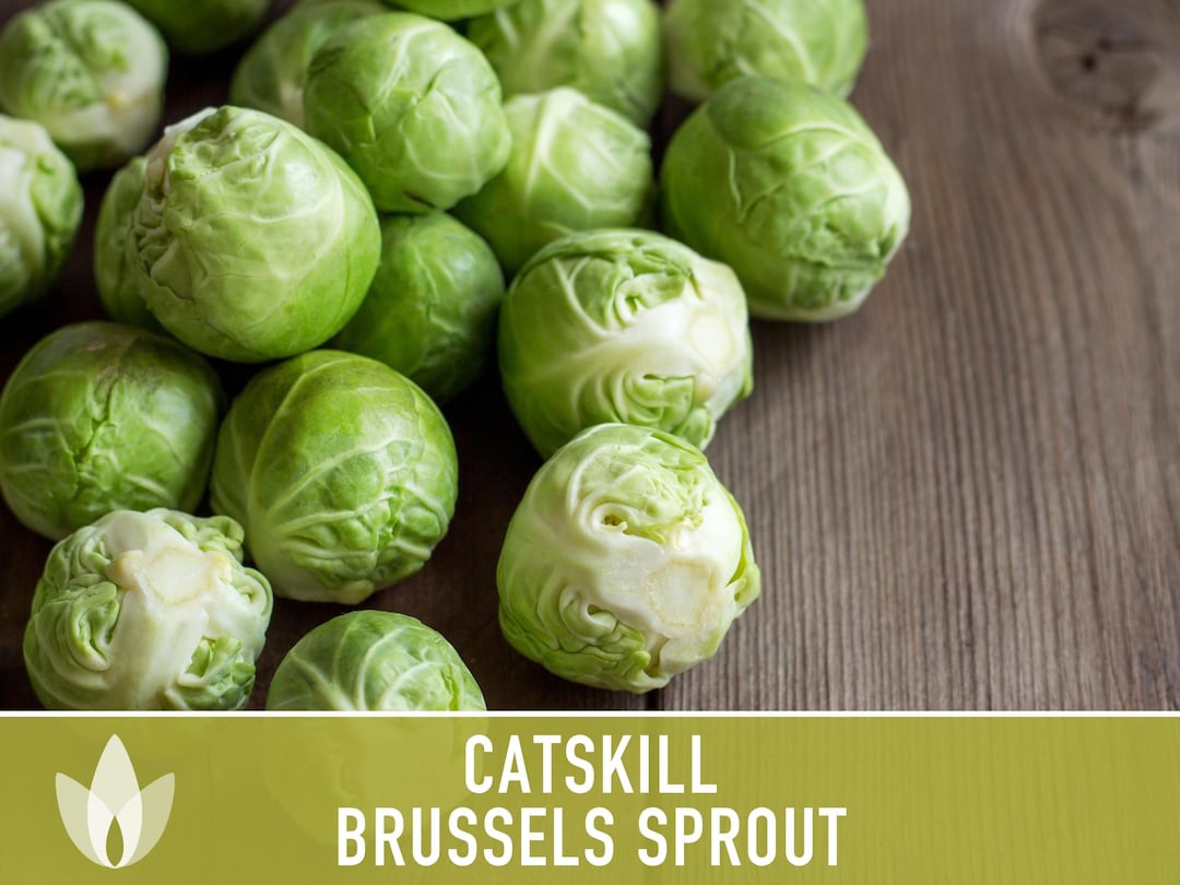 Catskill Brussels Sprout Seeds Heirloom Open Pollinated - Etsy
