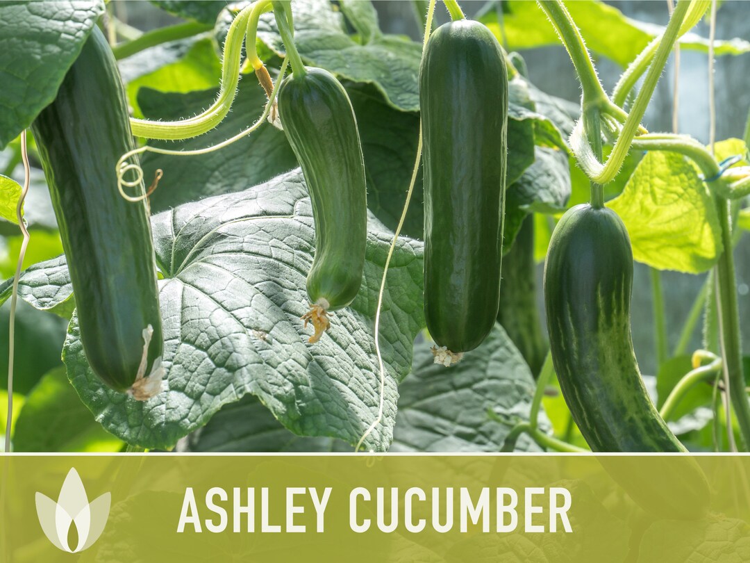 Ashley Cucumber Seeds Heirloom Seeds, Slicing Cucumber, Loves Southern ...