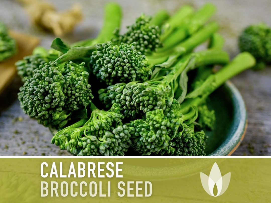 Calabrese Broccoli Seeds - Heirloom, Green Sprouting, Organic ...