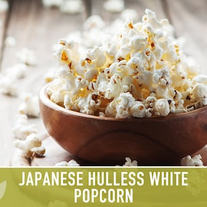 Japanese Hulless Popcorn Seeds - Heirloom Seeds, Heirloom Corn, Hulless ...