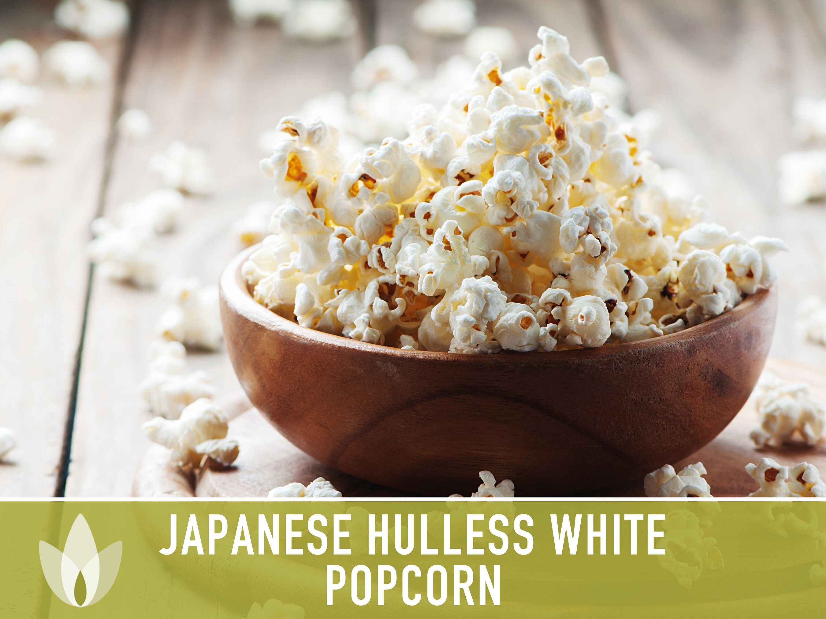 Japanese Hulless Popcorn Seeds - Dwarf Heirloom Corn - Etsy