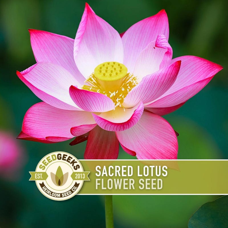 Lotus Lily Seeds - Etsy