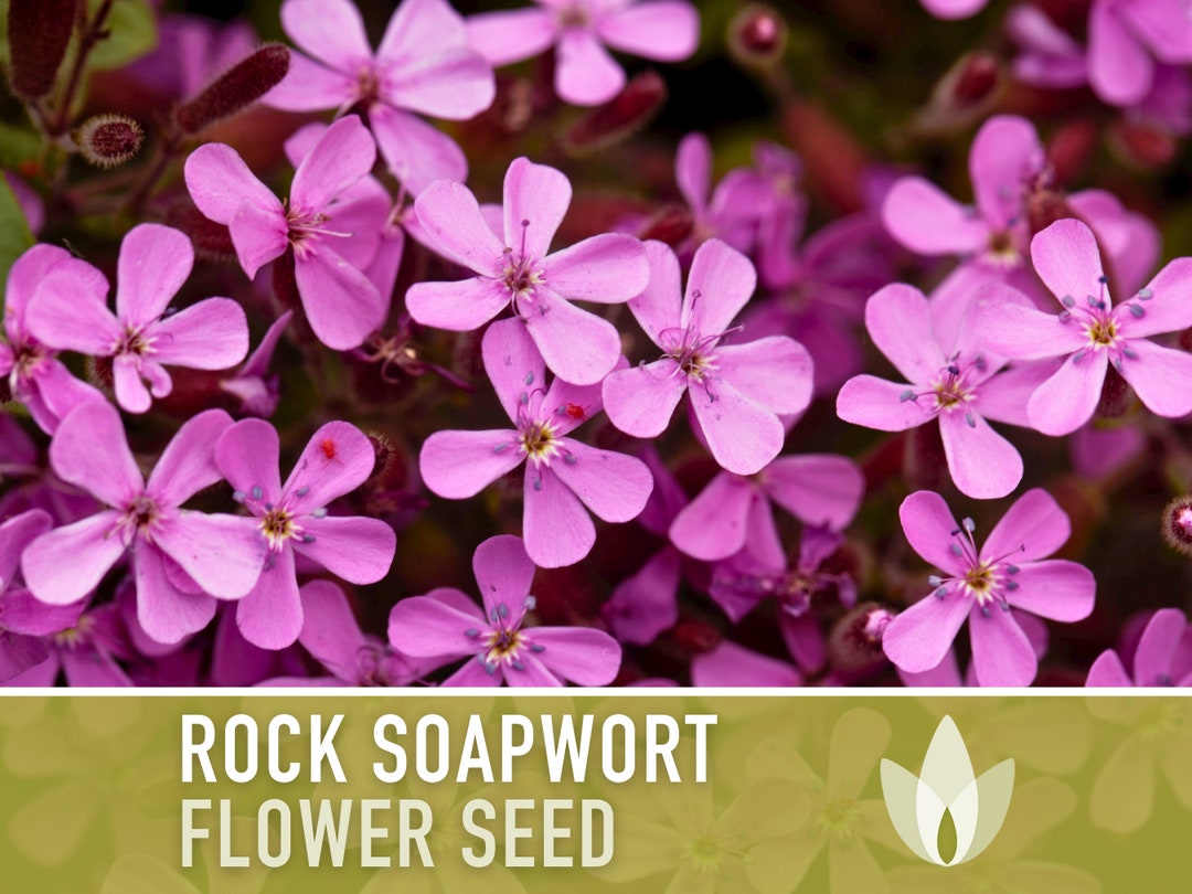 Rock Soapwort Flower Seeds - Heirloom Wildflower, Ground Cover ...