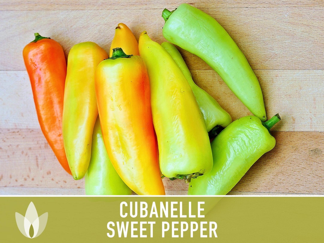 Cubanelle Sweet Pepper Seeds Heirloom Seeds Cuban Pepper - Etsy