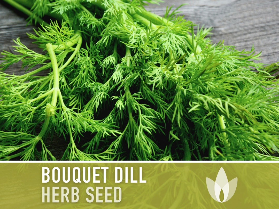 Bouquet Dill Heirloom Seeds - Non-gmo, Open Pollinated, Culinary Herb ...