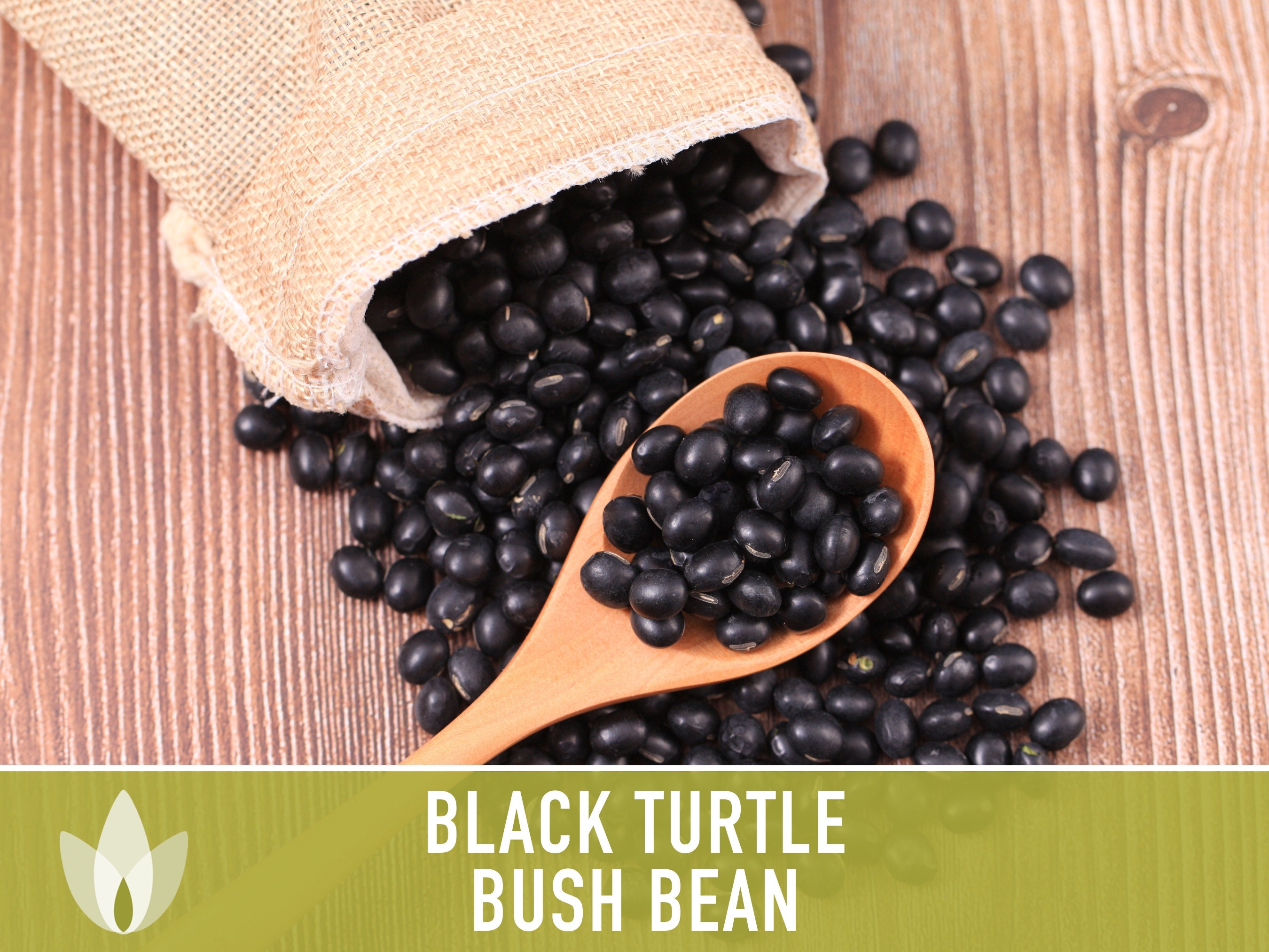 Black Turtle Bush Bean Seeds - Heirloom Seeds, Bush Bean, High Yield ...