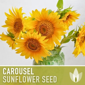 Carousel Sunflower Seeds - Heirloom Seeds, Compact Sunflower ...