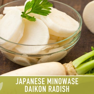 Japanese Minowase Daikon Radish Heirloom Seeds - Root Vegetables, Fall ...