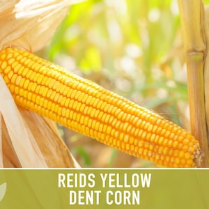 Reid's Yellow Dent Corn Seeds - Heirloom Seeds, Field Corn, Corn Bread ...