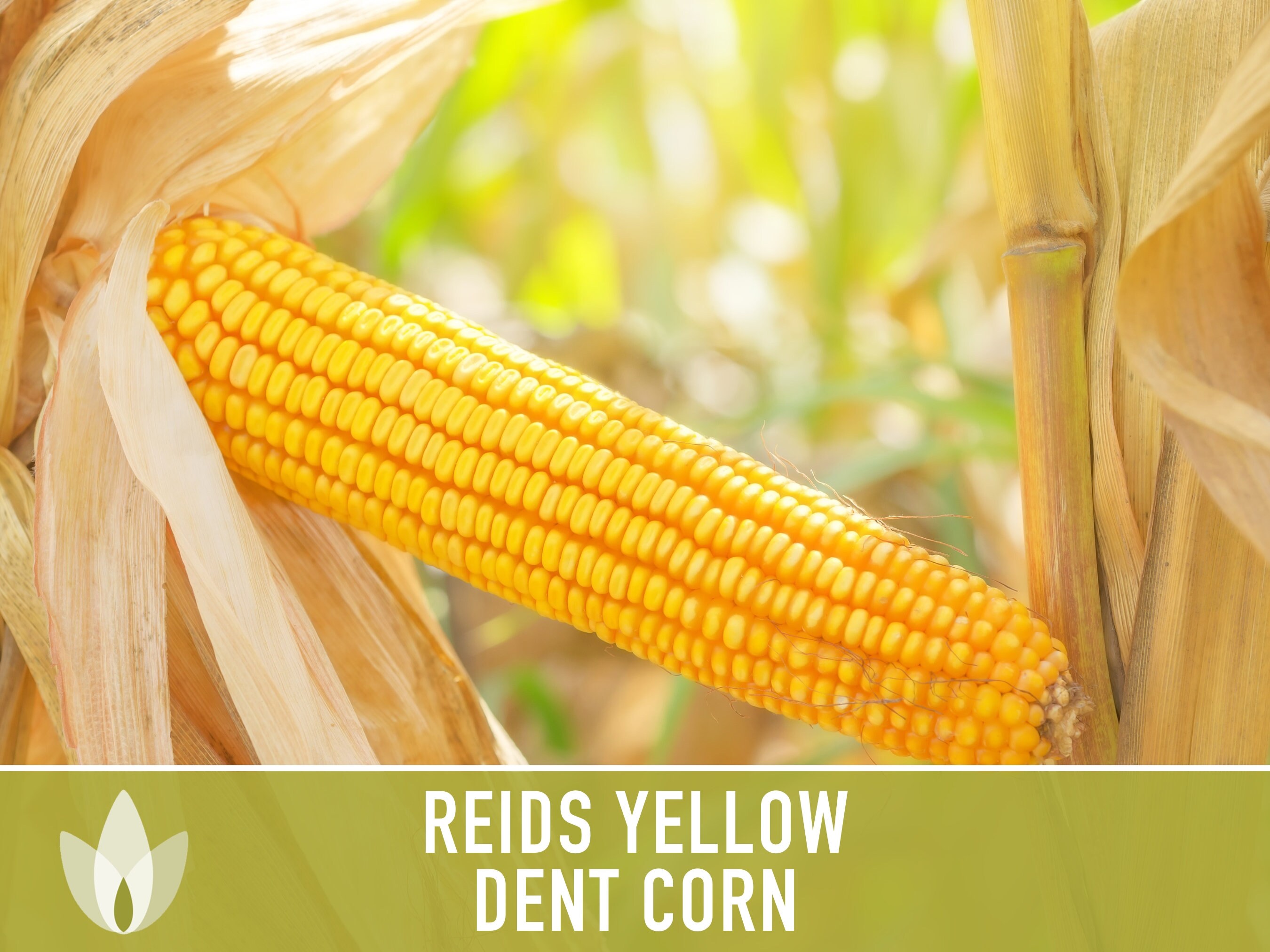Reid's Yellow Dent Corn Seeds - Heirloom, Open Pollinated - Etsy