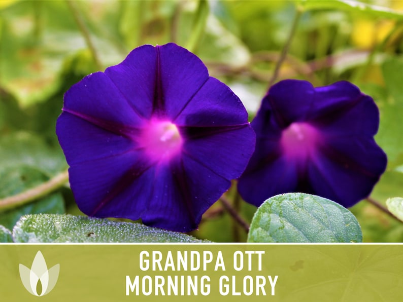 Morning Glory Grandpa Ott Flower Seeds Heirloom Seeds - Etsy